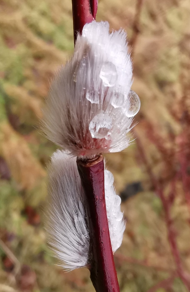 Willow with dew | MattP | Blipfoto
