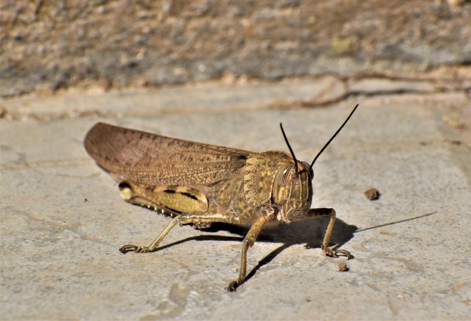 Locusta egiziana (pt.2) | LauraMR | Blipfoto