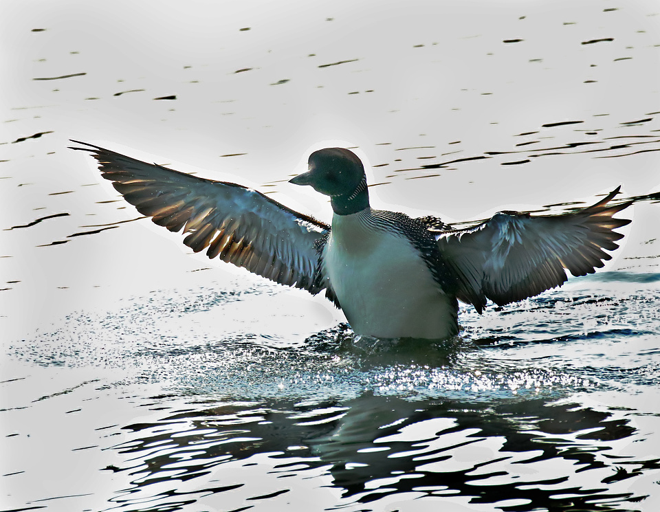 Loon Wing Flap ... | VandeGraaff | Blipfoto