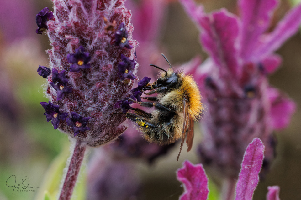 Rich | JDO | Blipfoto