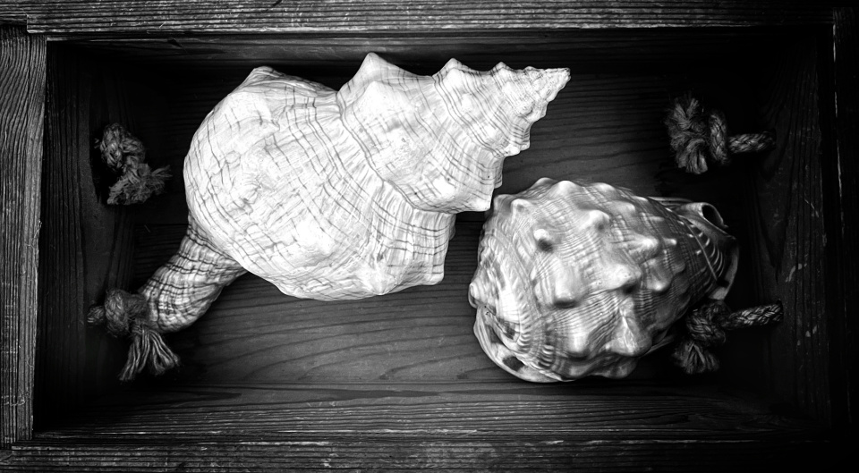 two shells | sk | Blipfoto