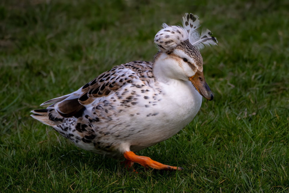 Fancy Titfer! | AH14 | Blipfoto