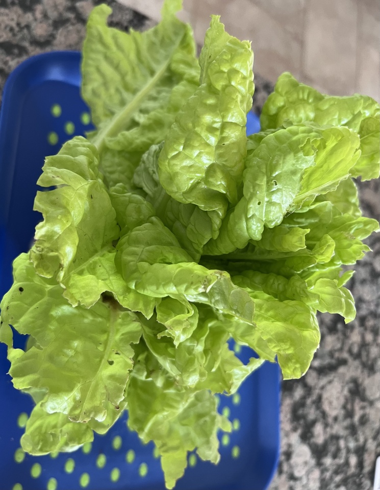 Fresh from the garden | Greenstead | Blipfoto