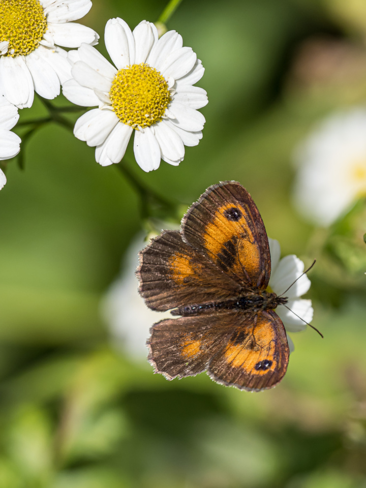 gatekeeper | fotoday | Blipfoto