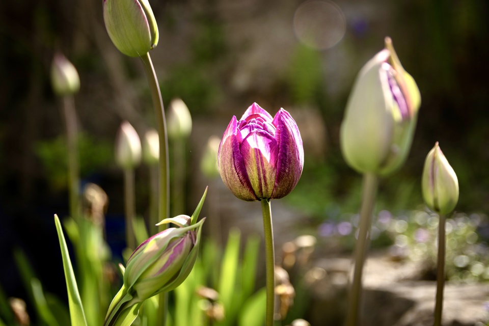 Transitional | maureen6002 | Blipfoto