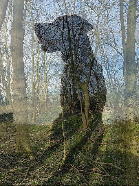 Into the woods | Romay | Blipfoto