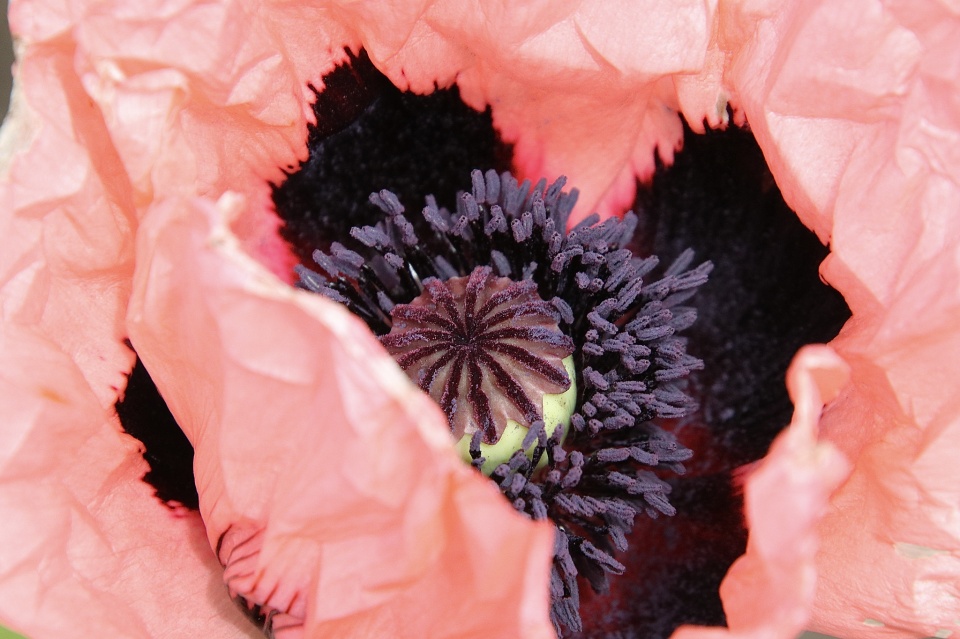 Inside a Poppy | seniormoments | Blipfoto