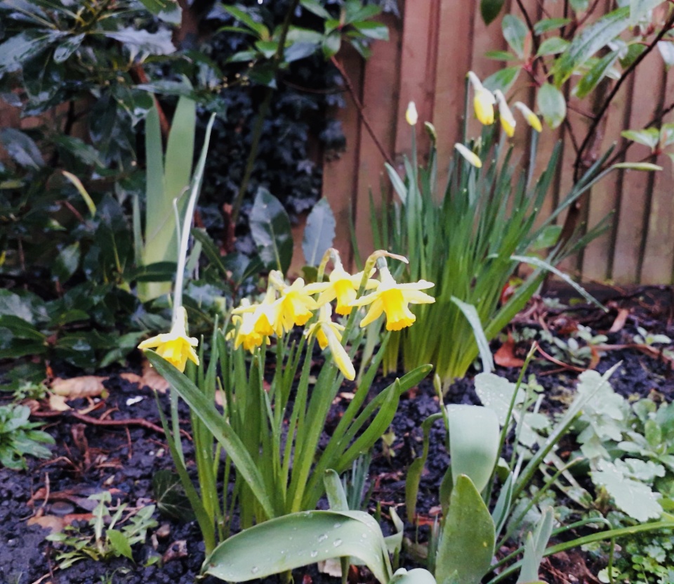 Soggy daffs | Emsie | Blipfoto