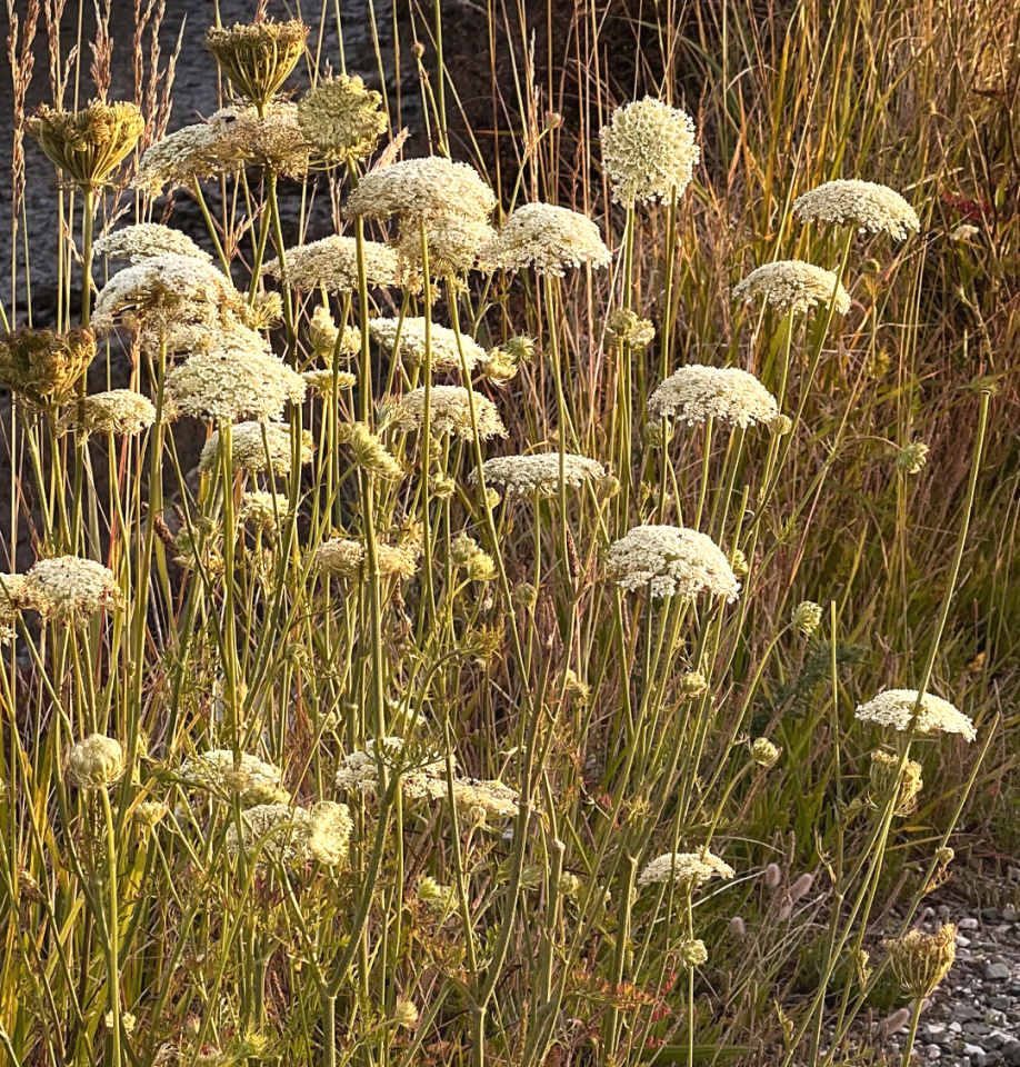 Wild... | Miffy | Blipfoto