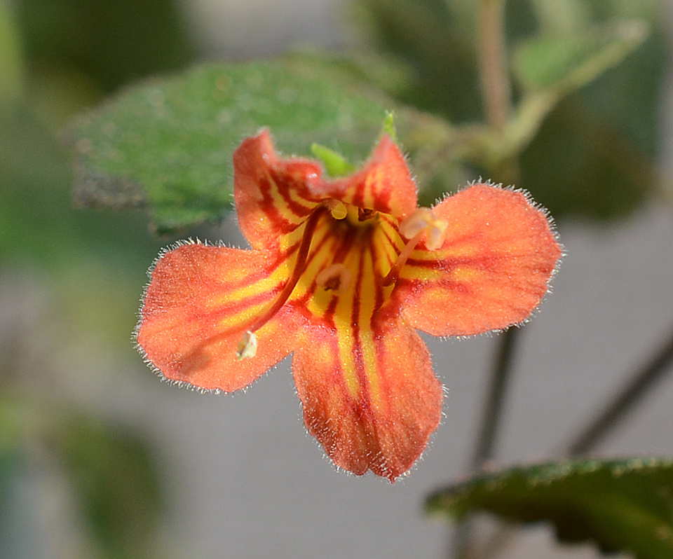 First flower | Maurice1948 | Blipfoto