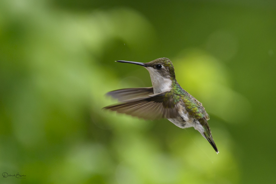 Speed | dbifulco | Blipfoto