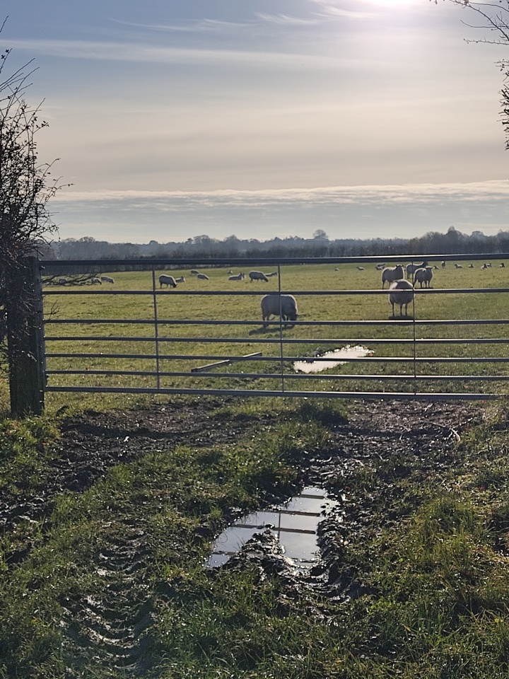 Through the gate. | Midlander | Blipfoto