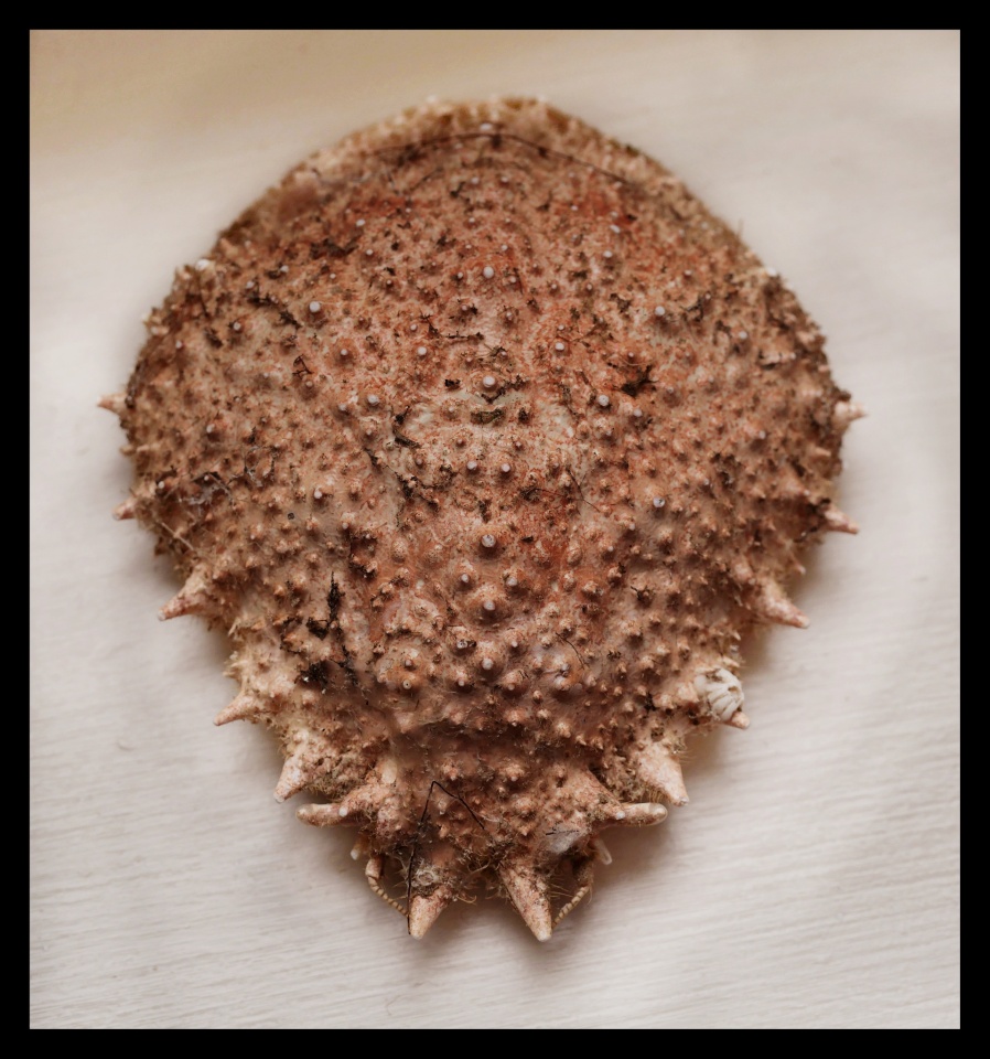 Spider crab carapace | gillyh | Blipfoto