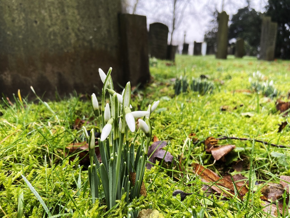 The first snowdrops at the old cemetery | sister | Blipfoto