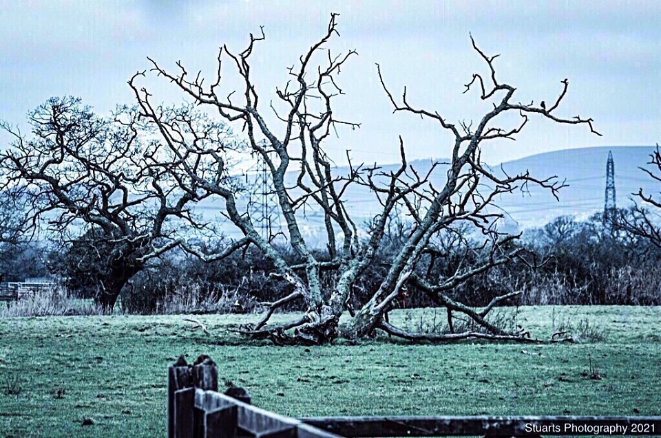 Skeleton tree | Stuart46 | Blipfoto