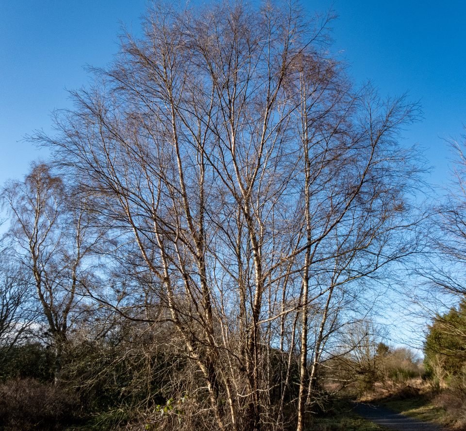 Birch trees | DarkEyedMary | Blipfoto