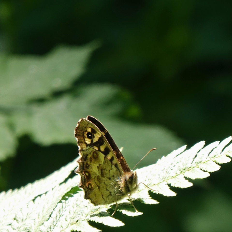 Speckled Wood Butterfly | Tweedy | Blipfoto