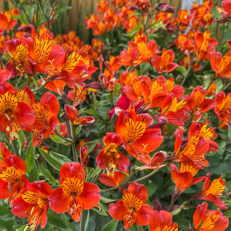 Alstroemeria | Technophobe | Blipfoto