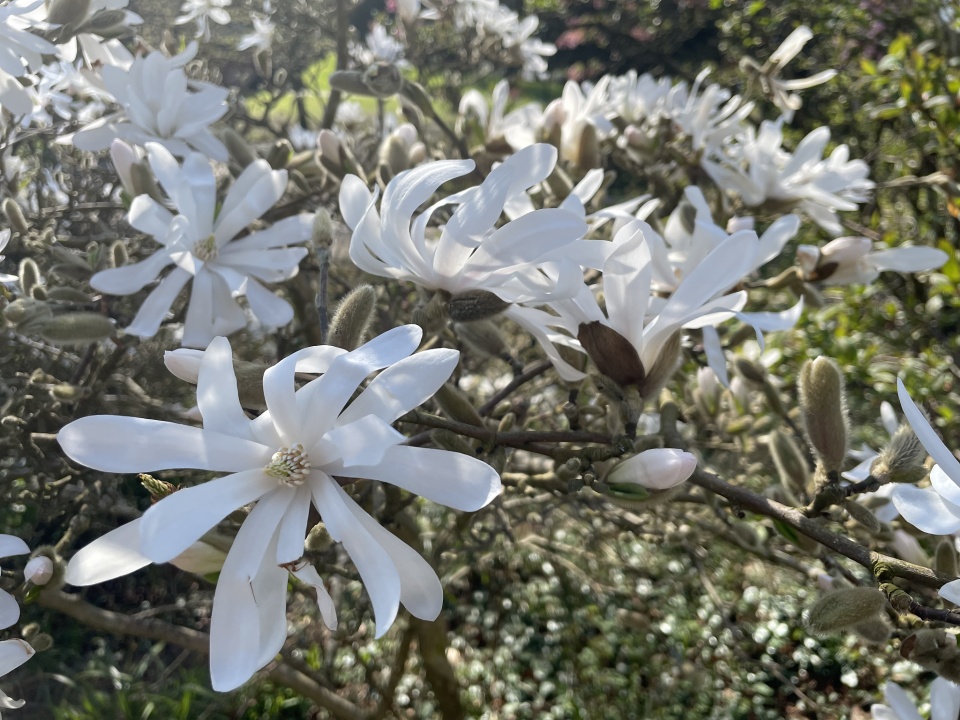 Star Magnolia | DebR | Blipfoto