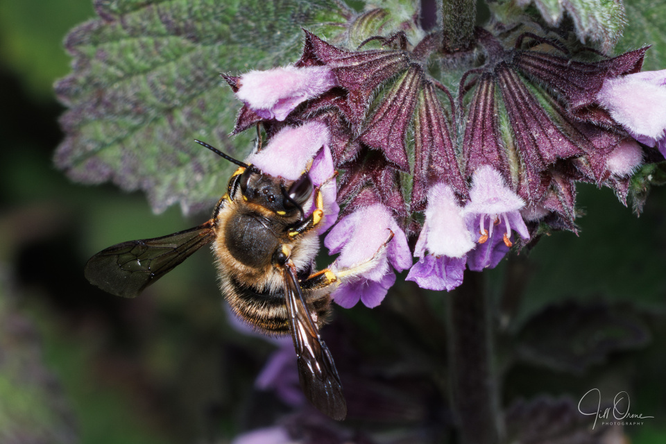 Mr Spikes | JDO | Blipfoto