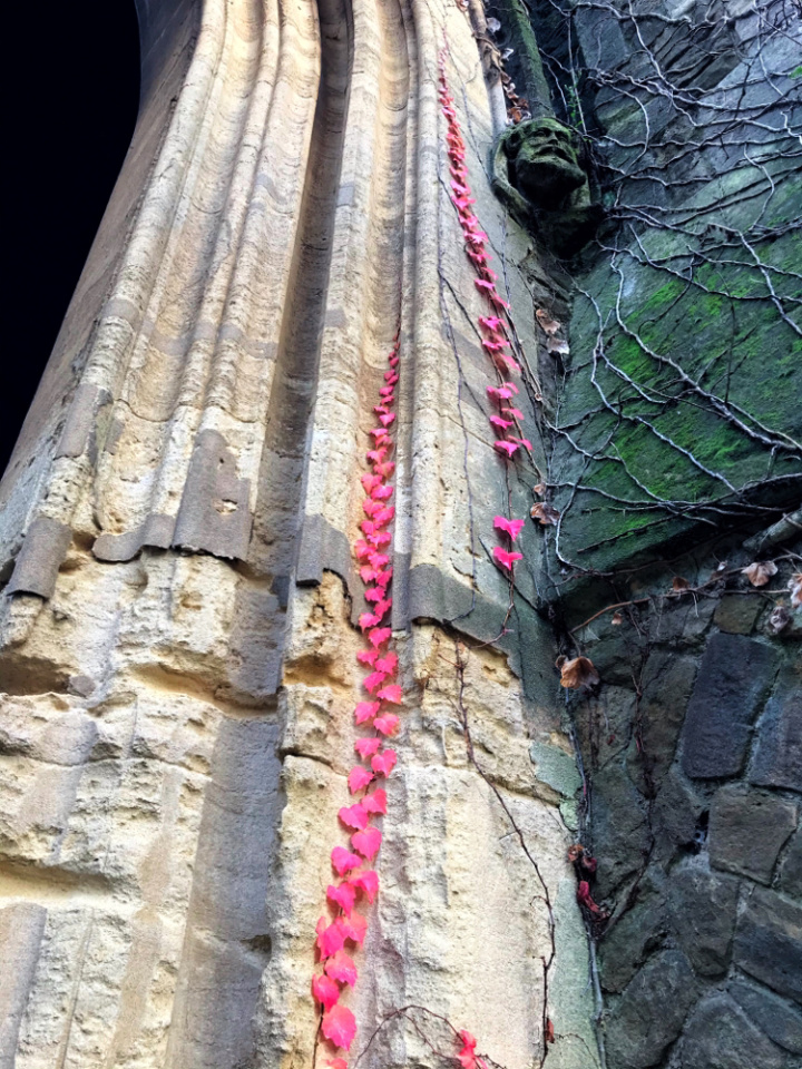 Beautiful climbing creeper | Katherineellis | Blipfoto
