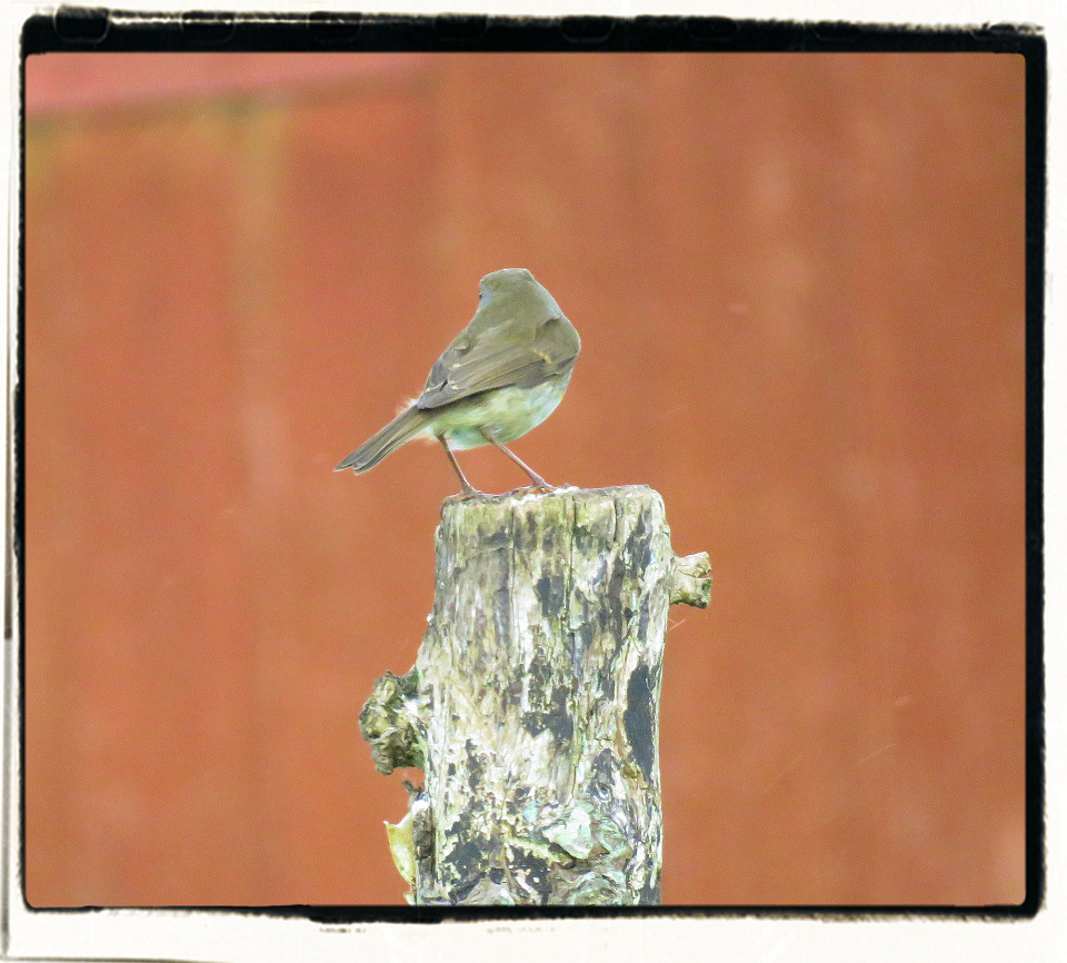 Robin on Tree Stump! | Rosemarie55 | Blipfoto