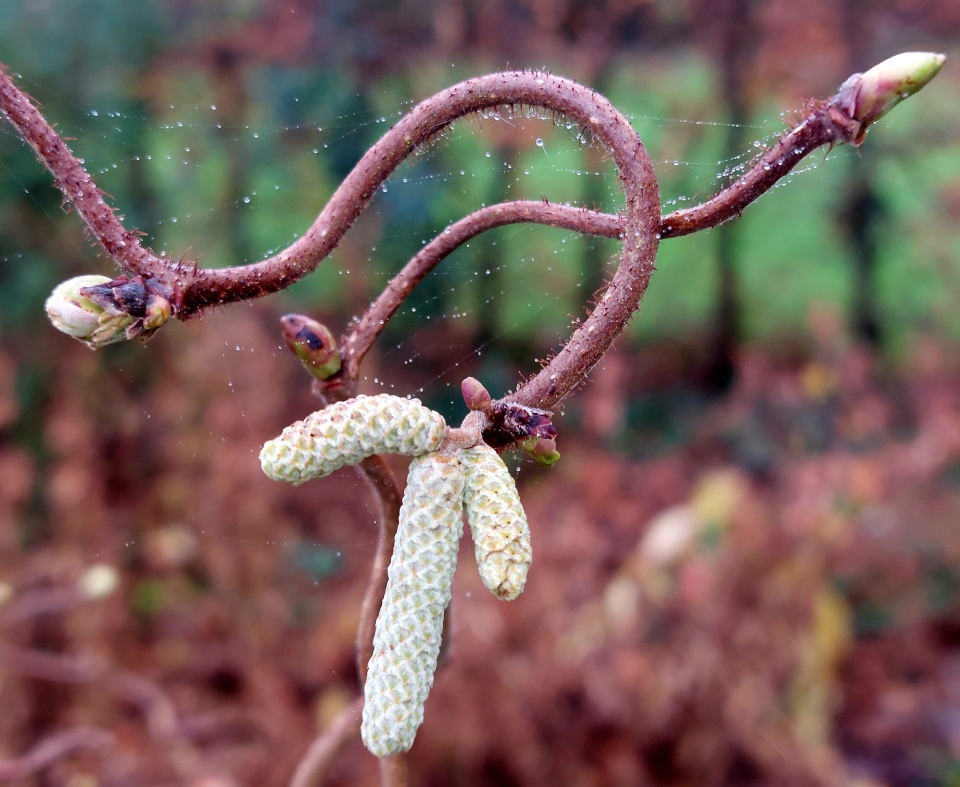 Looks like the Corkscrew... | chrisA | Blipfoto