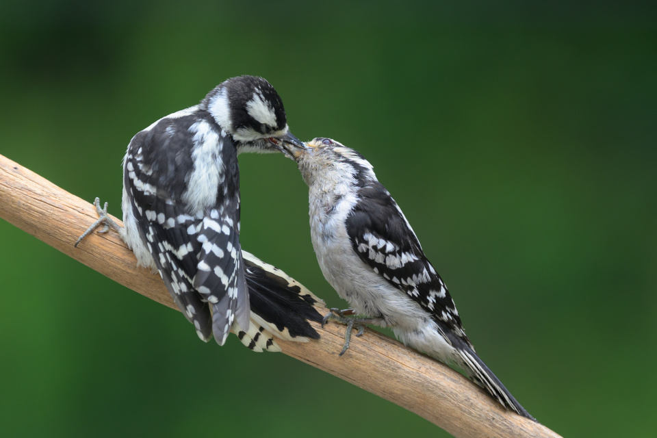 Tender Moment | dbifulco | Blipfoto