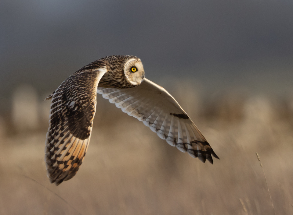 Focused | Hillyblips | Blipfoto