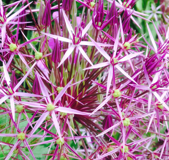 Tiny flowers | Cygnus | Blipfoto