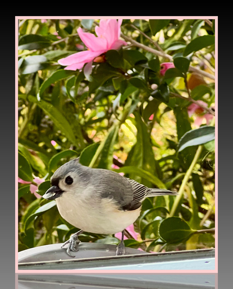 Looking Out My Window | Grammy | Blipfoto