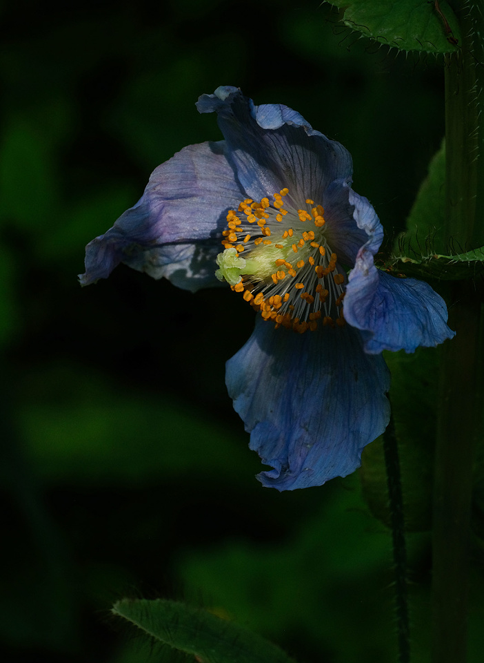 Blue Himalayan poppy | mpp26 | Blipfoto