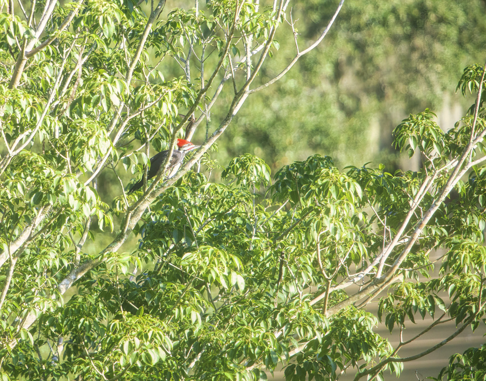 Pileated Woodpecker | bugsman | Blipfoto