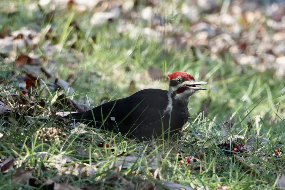 Happy Guy | Kimb | Blipfoto
