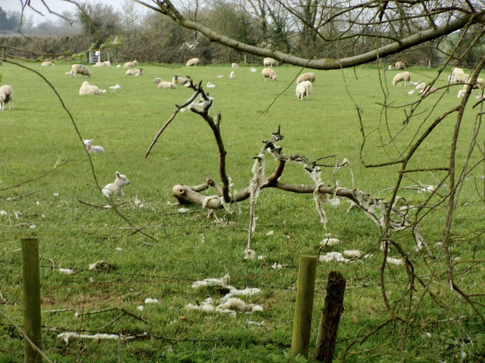 The Wool Tree | KF | Blipfoto