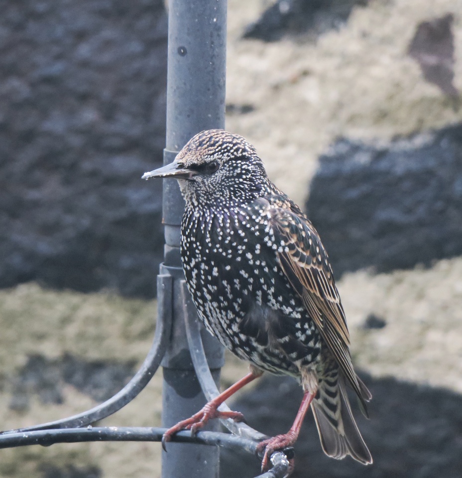 Angry Bird | Tweedy | Blipfoto