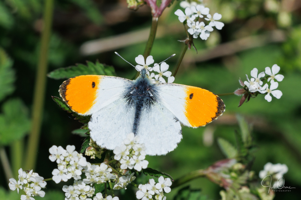Orange Tip | JDO | Blipfoto