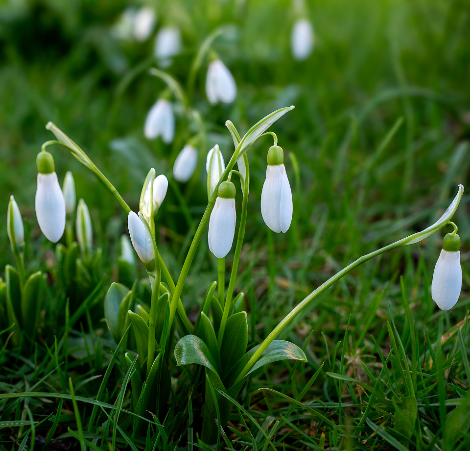 Snowdrop Time (FF26_2024) | steveng | Blipfoto