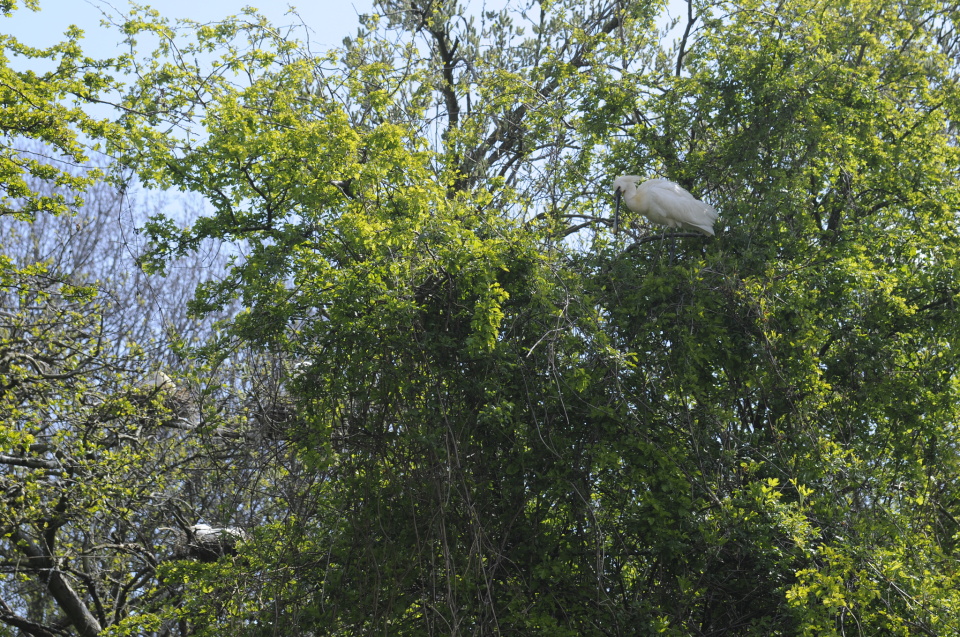 Spoonbills up the trees | dutchdelight | Blipfoto