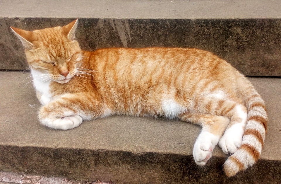 A cat blip! | Alan_Rodger | Blipfoto