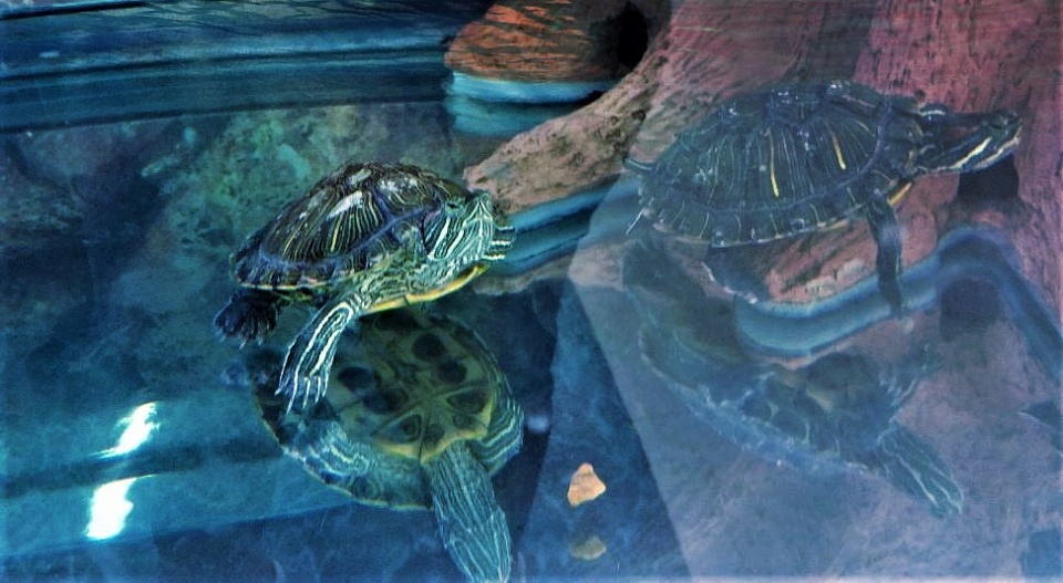 Turtles | pipersmom | Blipfoto