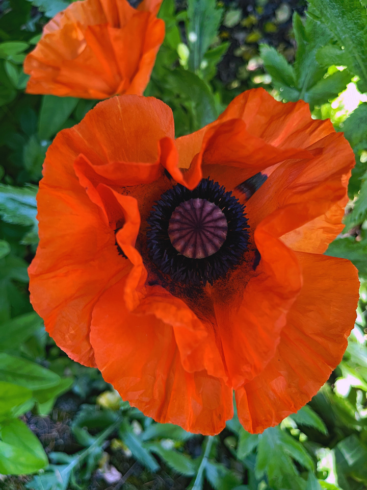 Fleeting beauty of poppies | Libra | Blipfoto