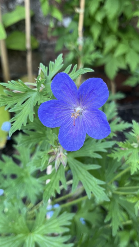 Nice, and hot, in the garden | soozsnapz | Blipfoto