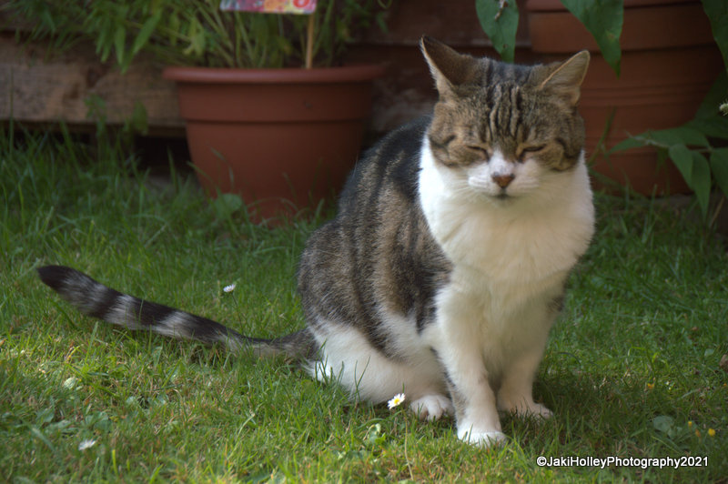 Seriously Unimpressed Cat! | ThingsBeautiful | Blipfoto