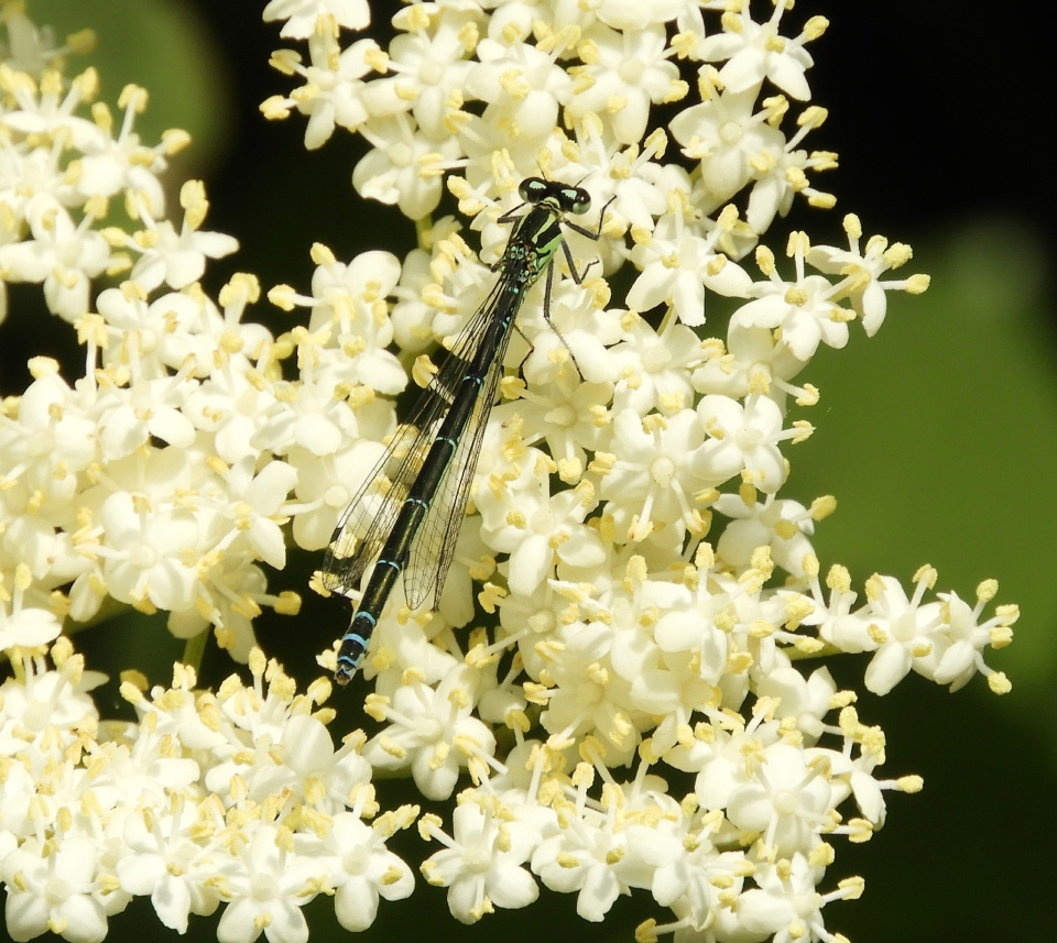 Female Azure damselfly | Tigger101 | Blipfoto