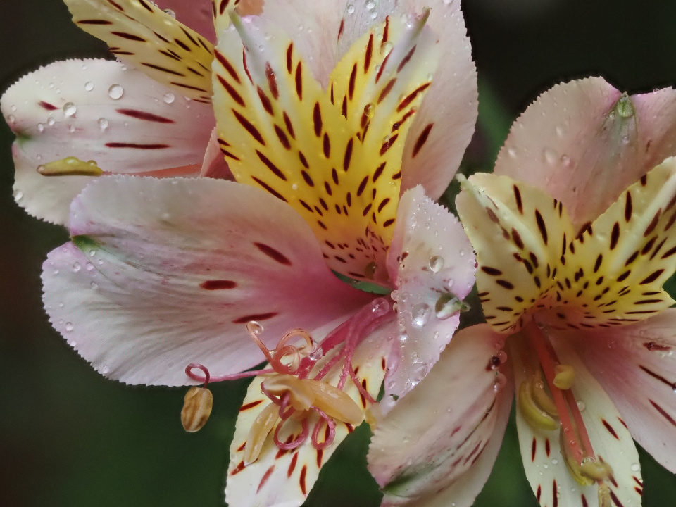 Peruvian Lily (Alstroemeria) | isbi | Blipfoto