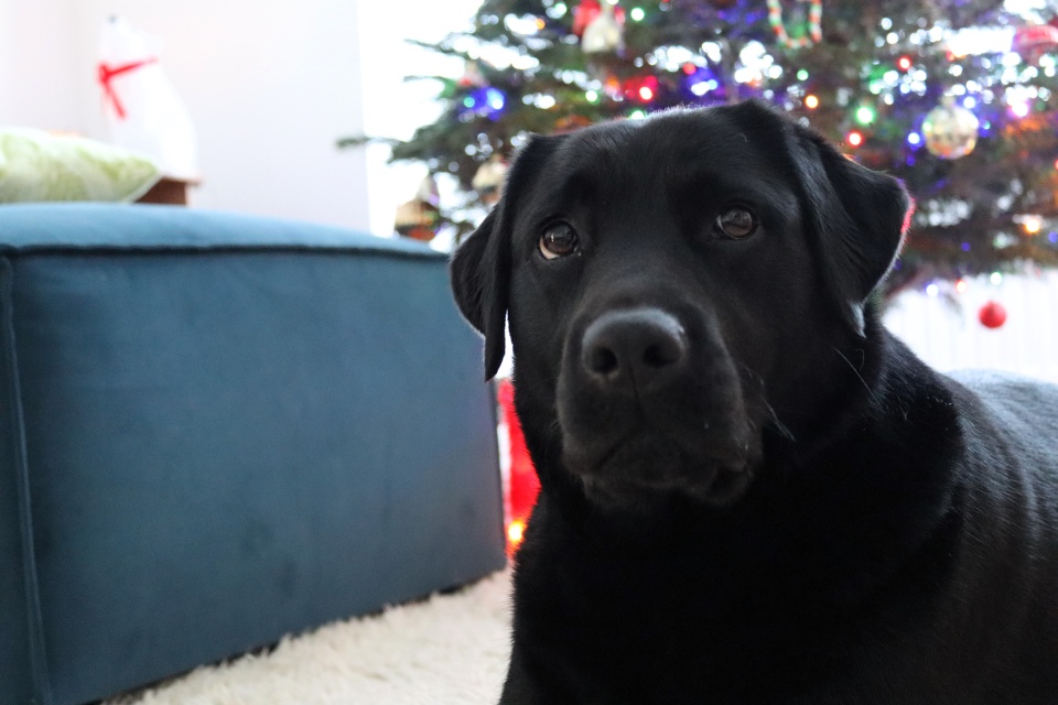 Boxing Day Birthday | Mistert1ckle | Blipfoto