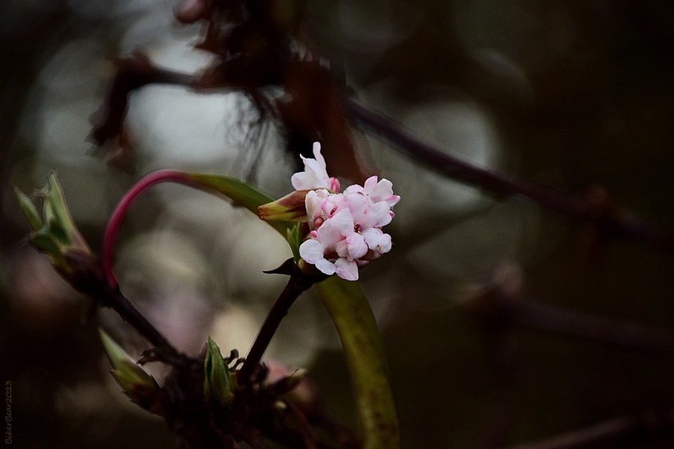 Tiny ............ | BikerBear | Blipfoto