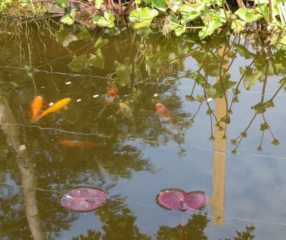 Survivors | CherryR | Blipfoto