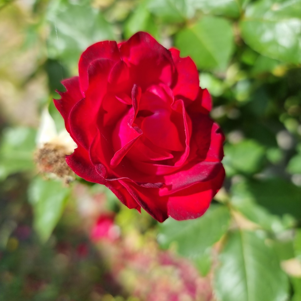 Red | Redberry | Blipfoto